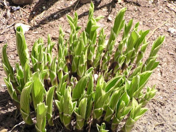 hosta shoots plants sprout