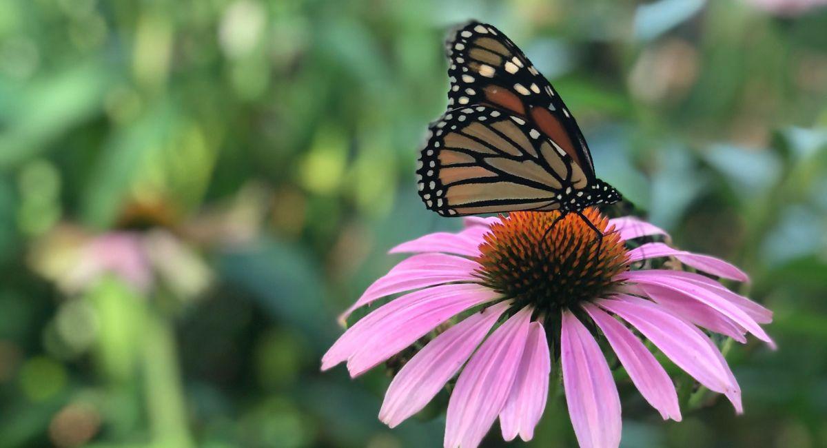 Advancing Creation Care and Climate Justice with Earth Keepers